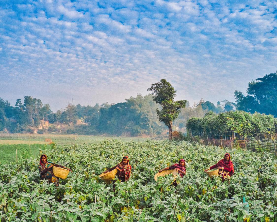 Climate Change & Food Production | Freerice