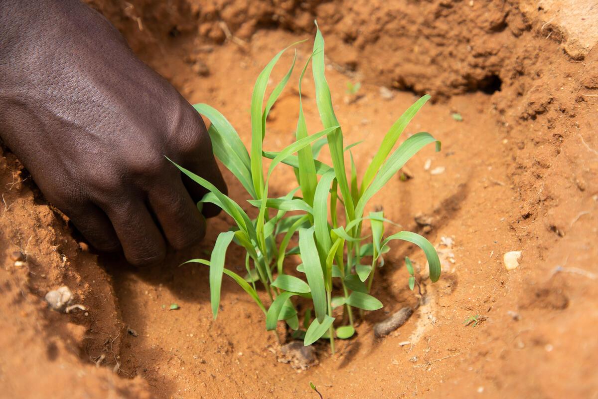 5 Tips To Live A More Sustainable Life | Freerice