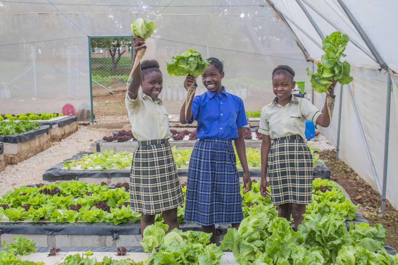 Empowering Zambian Youth: Hydroponics Revolutionize School Meals | Freerice