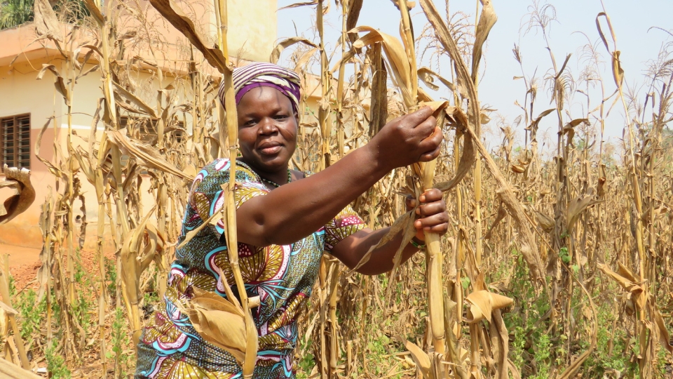 Maize Flour: A Global Culinary Journey | Freerice